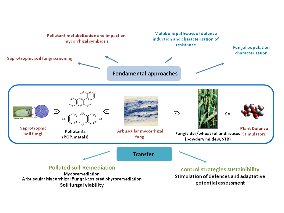 Plant-Fungus Interactions and Remediation Team (IPCR) – UCEIV