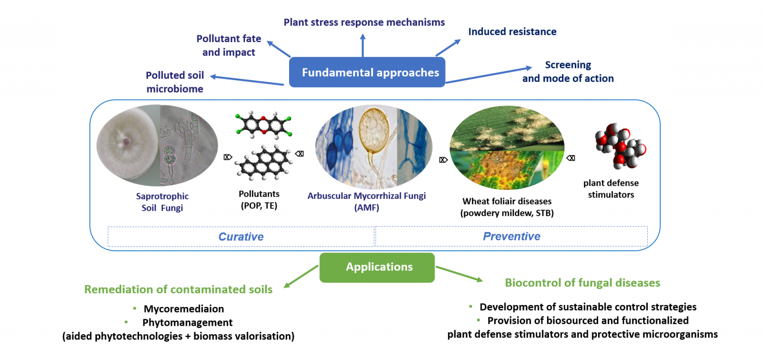 Plant-Fungus Interactions and Remediation Team (IPCR) – UCEIV